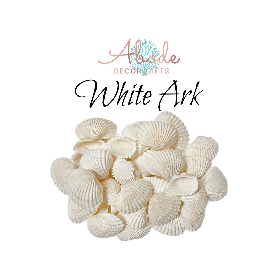 1/2 LB White Ark Shells for Nautical Decor and Beach Decor and Display ...