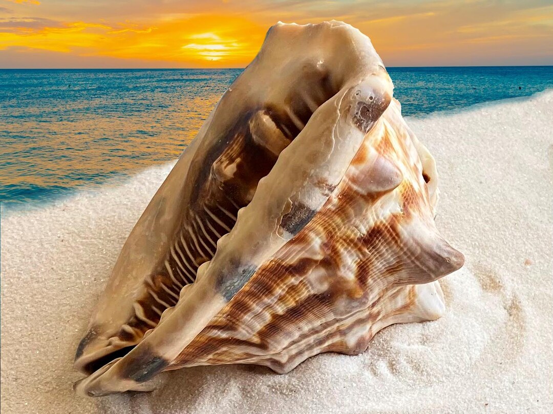 Extra Large King Helmet Shell: Natural Coastal Decor Piece - Etsy