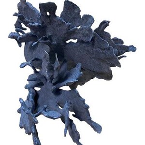 Natural Blue Reef Coral A-15 18 X 10.5 X 13 Authentic PREMIUM SPECIMEN ...