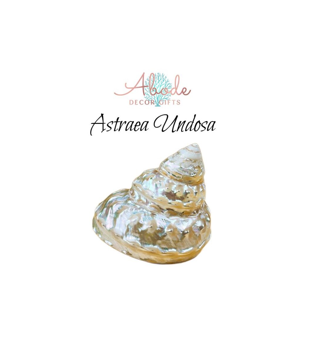 Extra Large Astraea Undosa Shells for Coastal Beach and Nautical ...