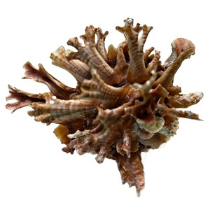 Jewel Box Seashell for Display/chama LAZARUS for Coastal Beach and ...