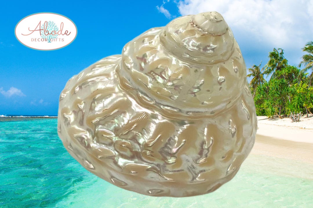 Extra Large Astraea Undosa Shells for Coastal Beach and Nautical ...