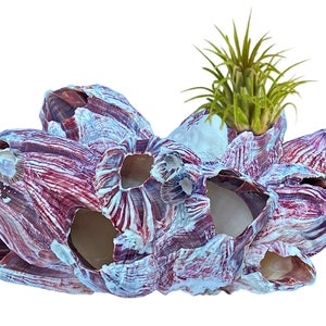 Authentic Barnacle Clusters for Coastal and Beach Decor, Nautical ...