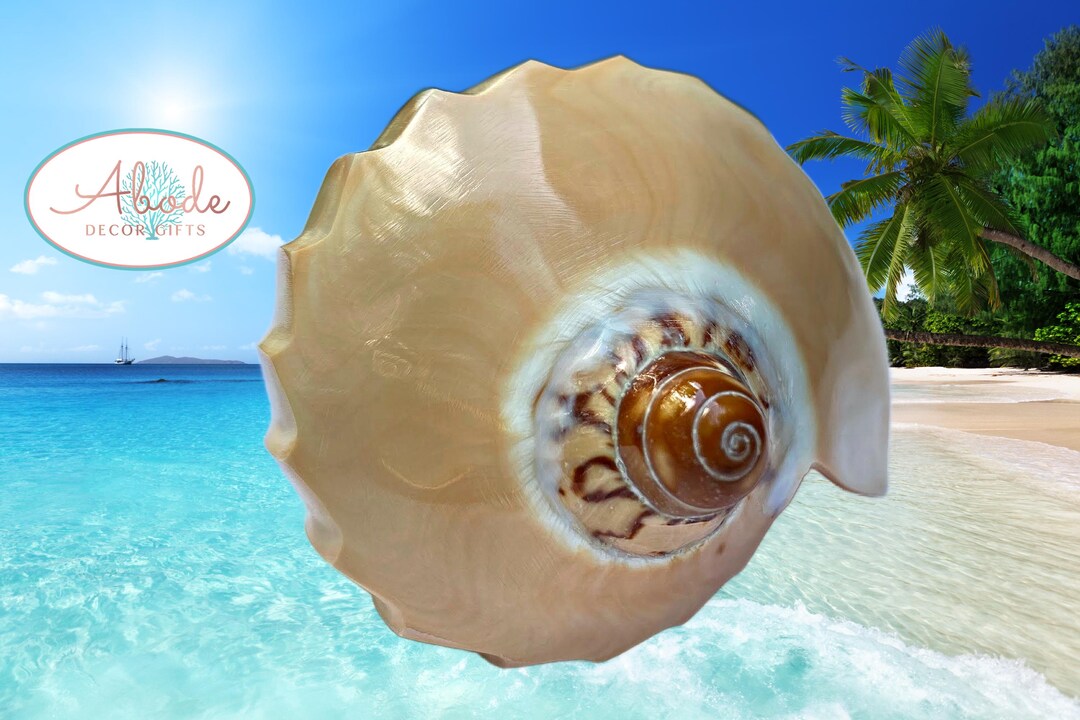 Pacific Melon Diadema Seashells for Nautical Beach and Coastal Display ...
