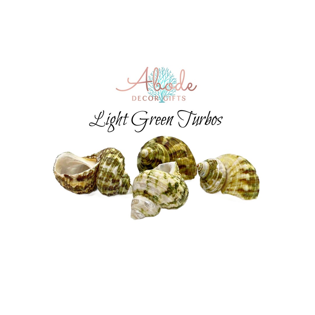 Light Green Turbo Seashells for Beach Coastal and Nautical Decor and ...