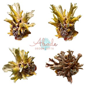 Jewel Box Seashell for Display/chama LAZARUS for Coastal Beach and ...