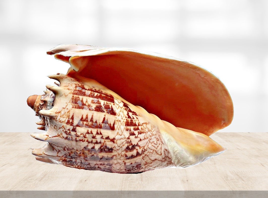 Large Seashell Collector Display Piece, Imperial Volute - Etsy