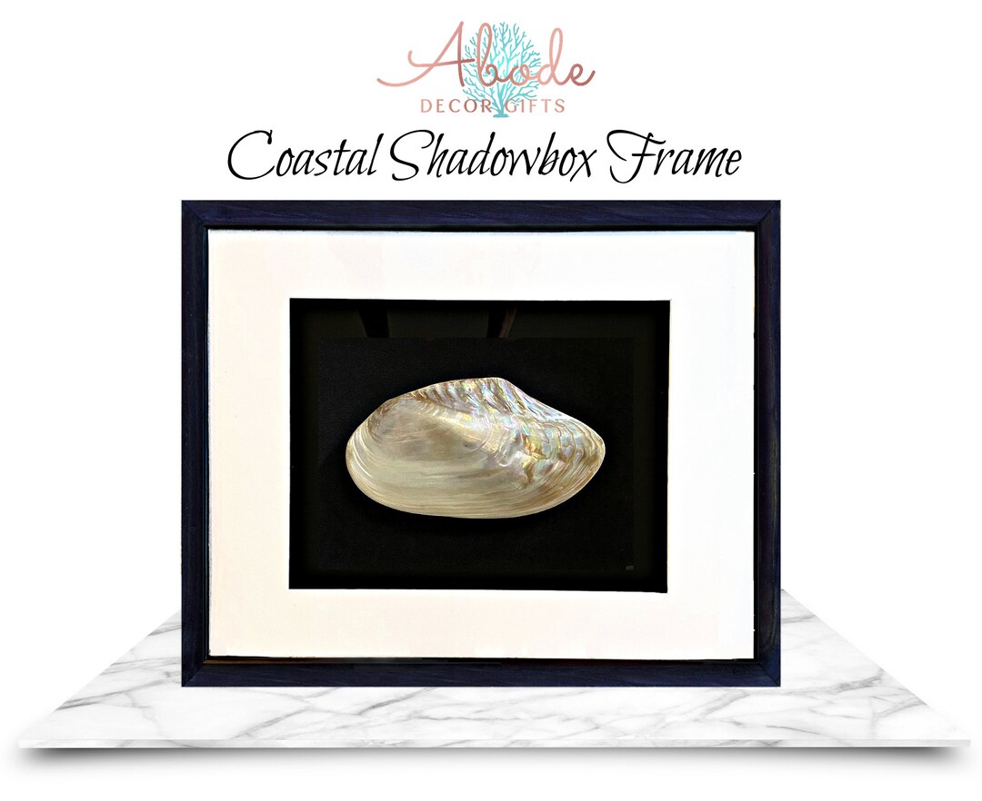 Coastal Shadowbox: Framed Cabu Clam Shell - Nautical Wall Art - Etsy