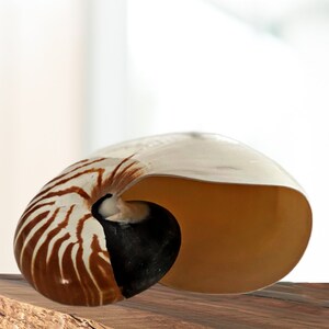 Chambered Nautilus Seashell for Display/nautilus POMPILIUS for Coastal ...