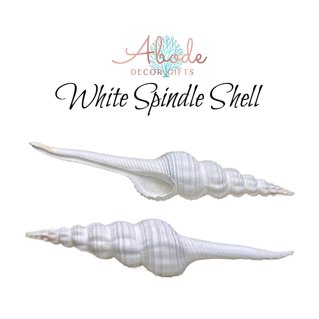 White Spindle Shells (5-6"): Natural Coastal Decor, Beach Wedding - Etsy