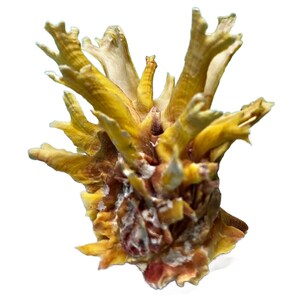 Jewel Box Seashell for Display/chama LAZARUS for Coastal Beach and ...