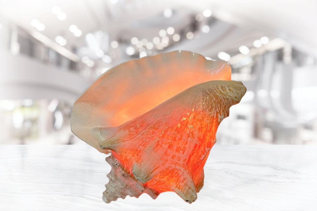Conch Shell Lamp, Seashell Light for Beach Coastal and Nautical Decor ...