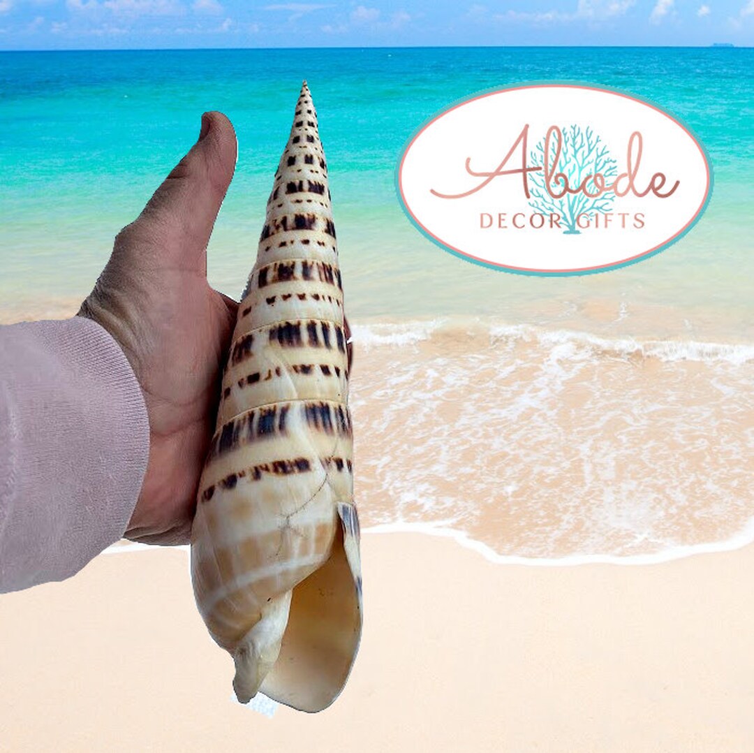 Marlin Spike Seashell Collector Display Piece - Etsy