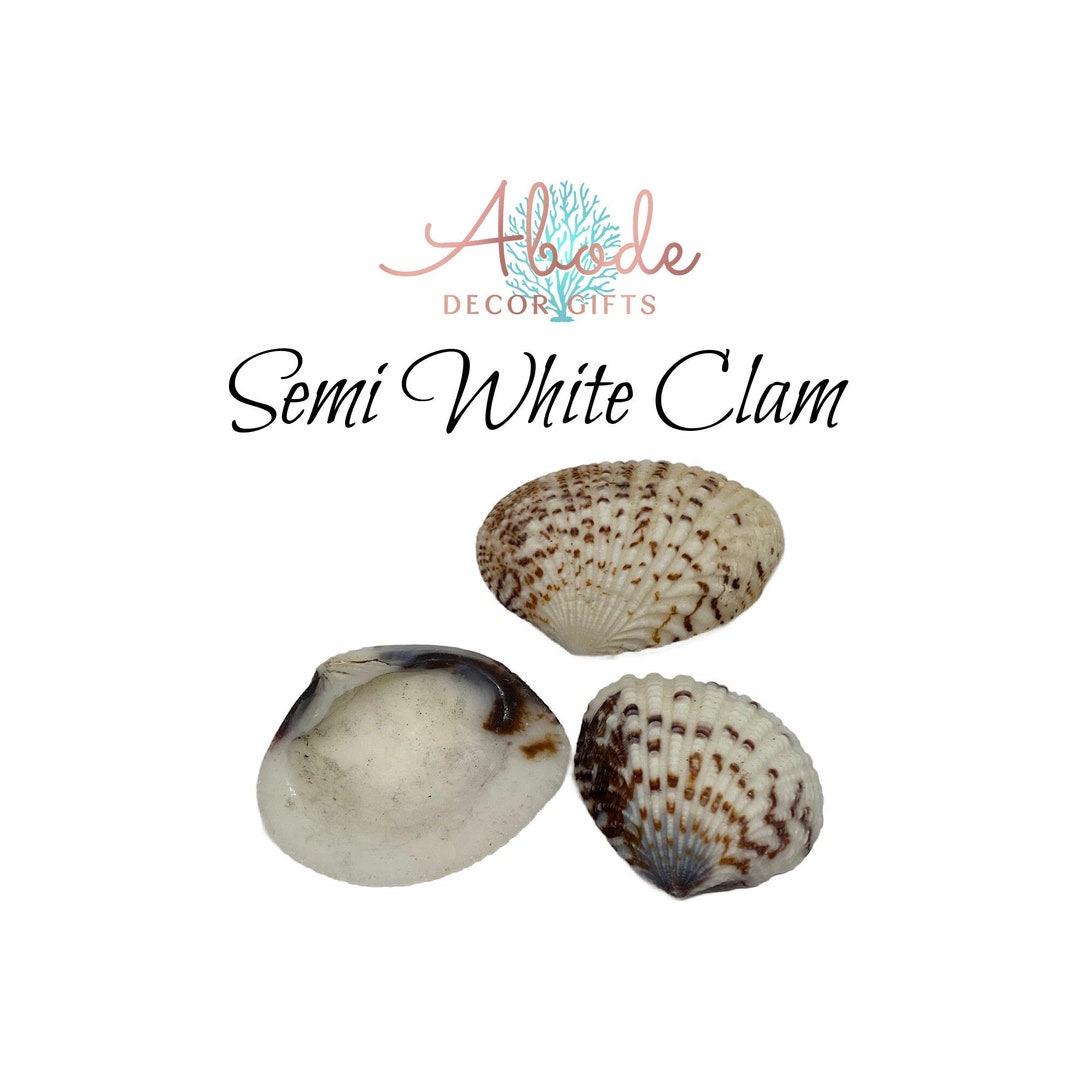 Semi White Clam Shells for Nautical Decor and Beach Decor and Display ...