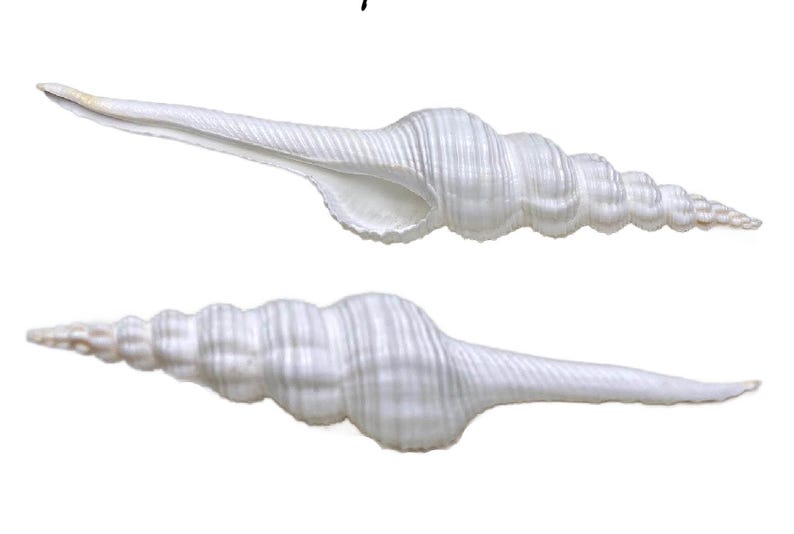 White Spindle Shells (5-6"): Natural Coastal Decor, Beach Wedding - Etsy
