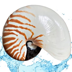 Large Chambered Nautilus Seashell: Coastal Nautical Decor, Collector's ...