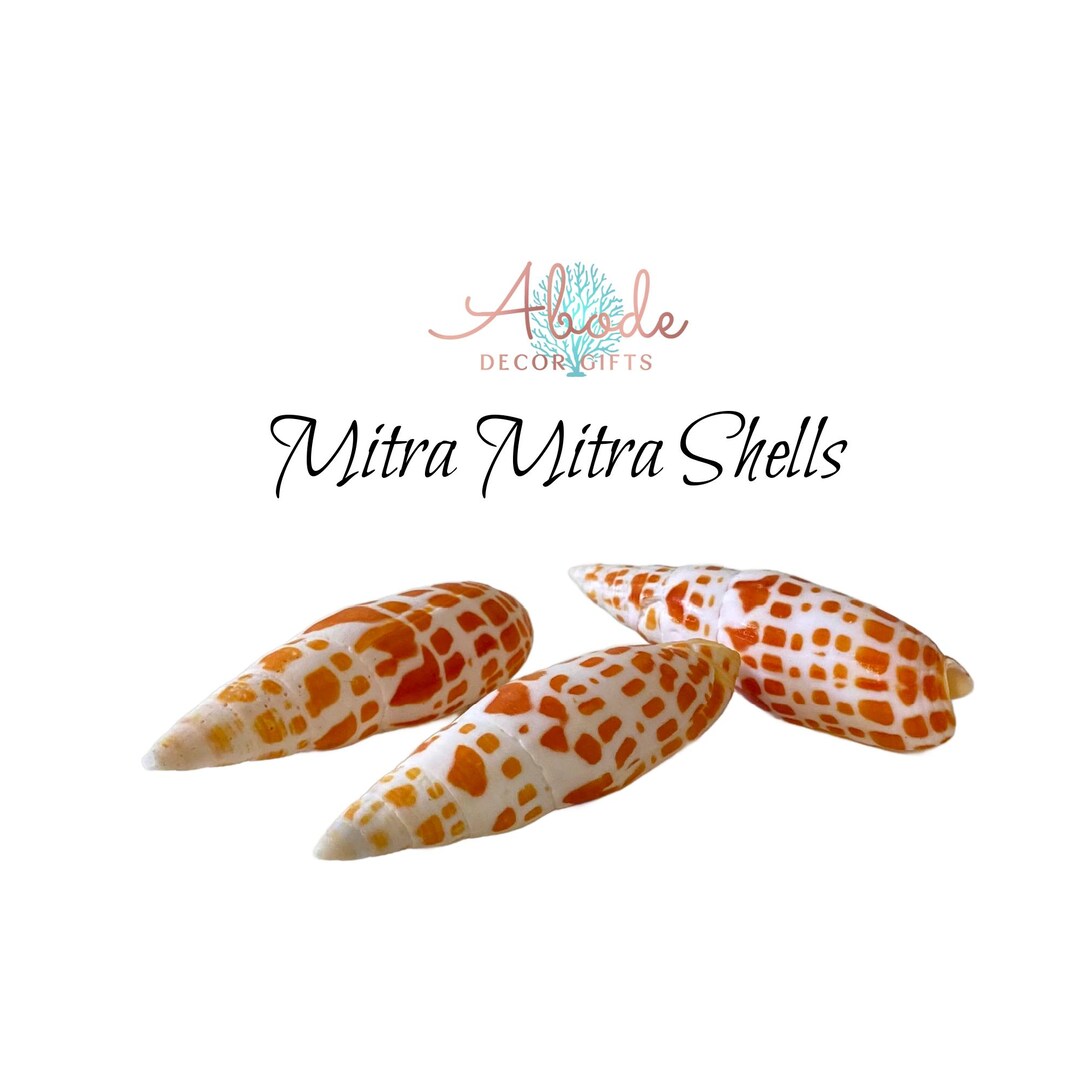 Medium Mitra Mitra Seashells for Nautical Coastal and Beach Decor and ...