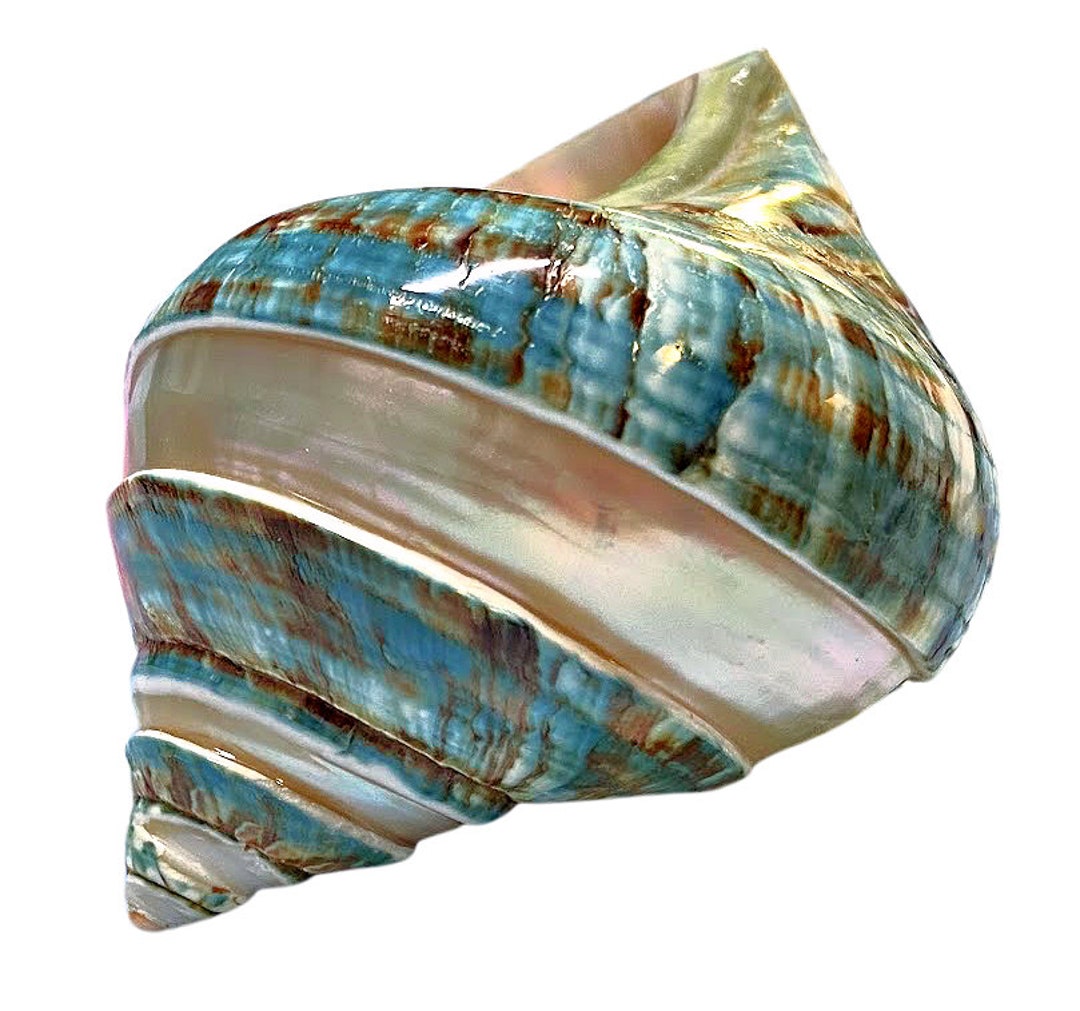 Jade Green Banded Turbo Shells - Etsy