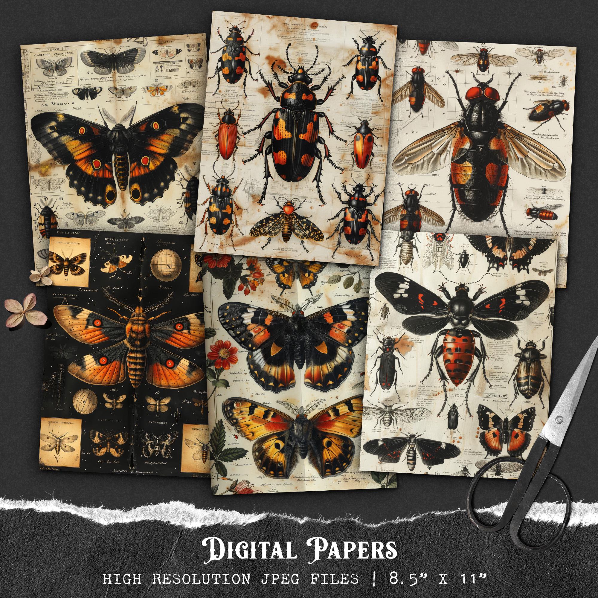 Antique Insect Junk Journal Ephemera Pages, Vintage Entomology Digital ...
