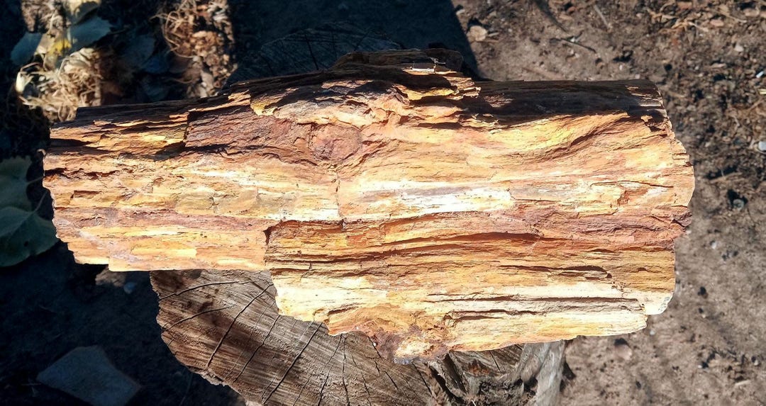Petrified Log Prehistoric Wood Fossils - Etsy