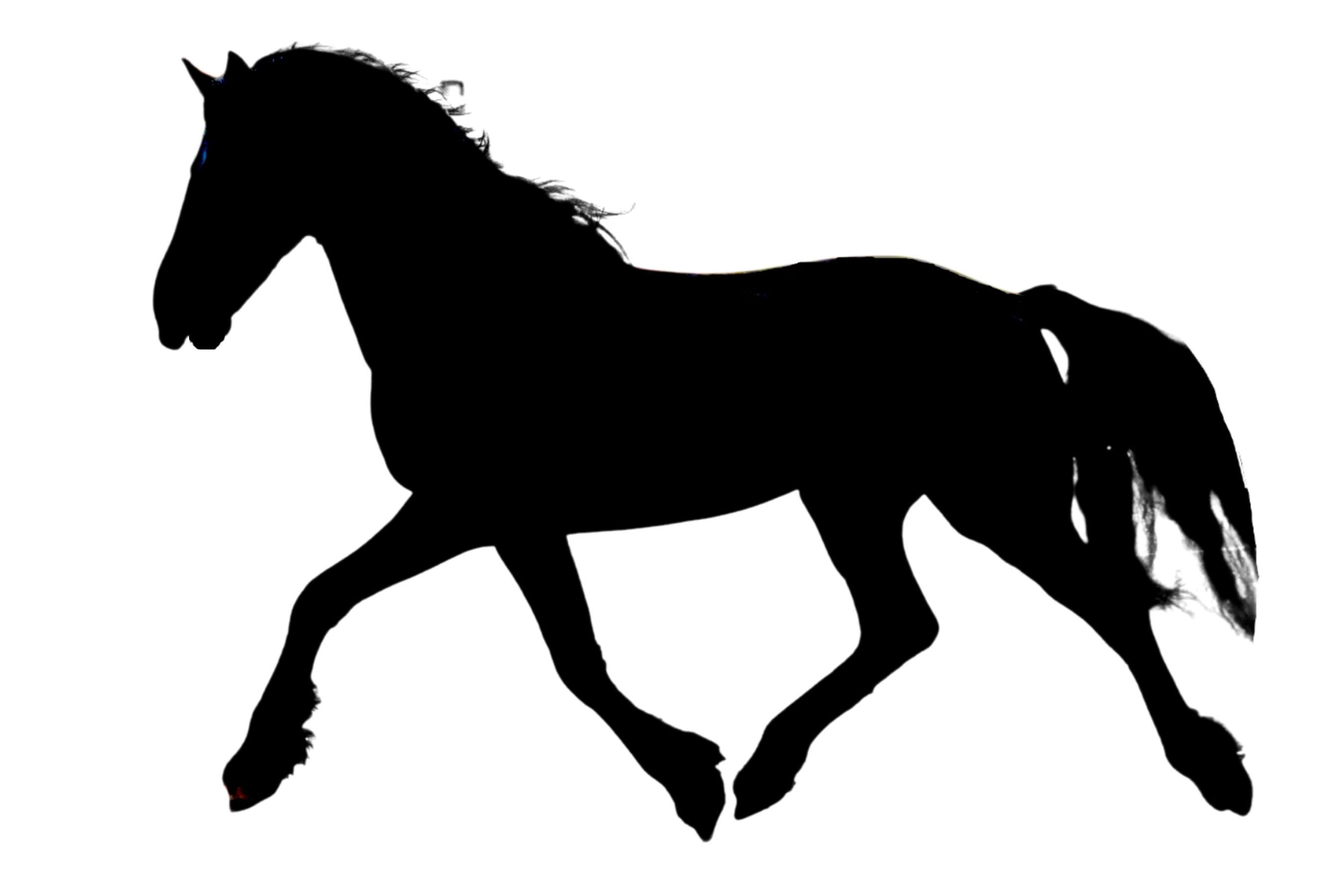 Black Stallion SVG - Clipart - Silhouette - Horse - Pony - Etsy