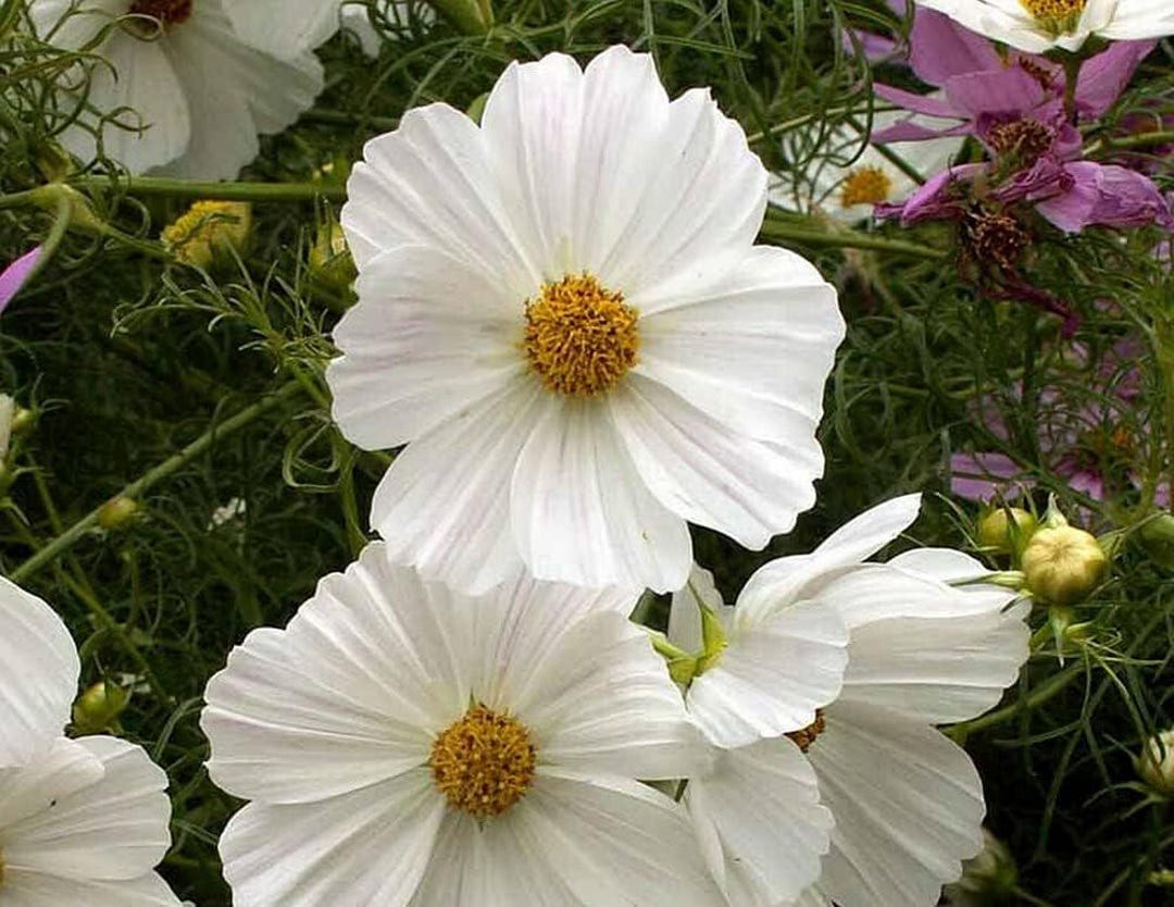 250 Purity White Cosmos Flower Seeds Bipinnatus - Annual, Open ...