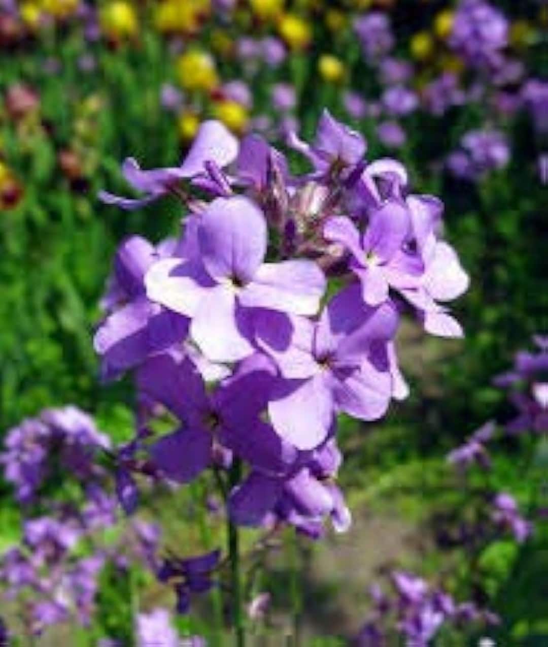 1000 Evening Scented Stock Flower Seeds Fragrant Matthiola Longipetala ...