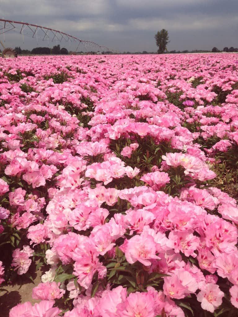 500 Godetia Pink Flower Seeds Native Wildflower Clarkia Amoena - Annual ...