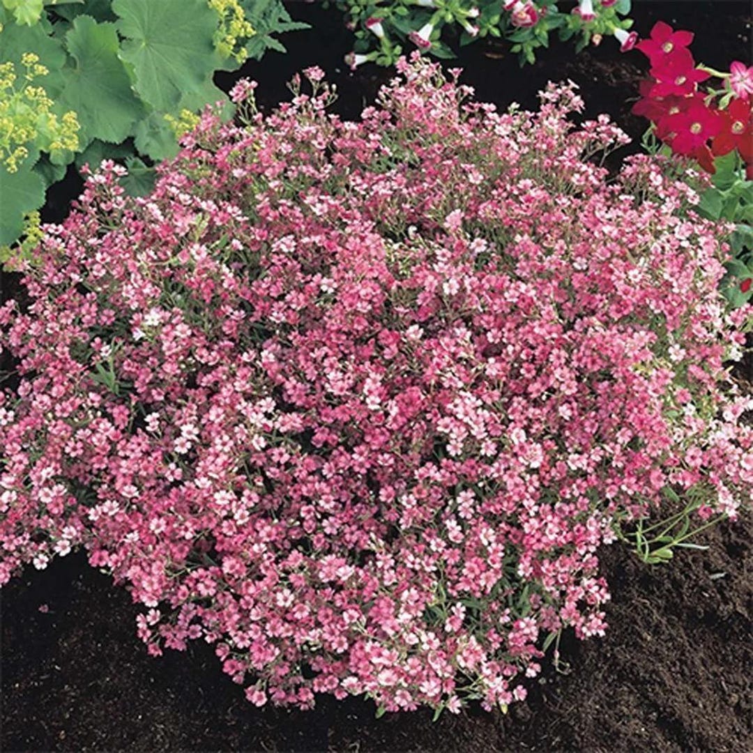 1000 Baby’s Breath, Carmine Flower Seeds Gypsophila Elegans - Annual ...