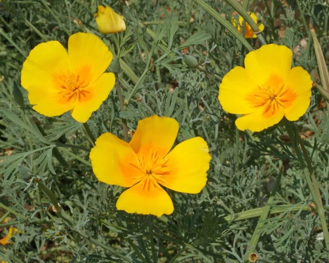 200 Golden West California Poppy Flower Seeds Yellow - Annual, Open ...