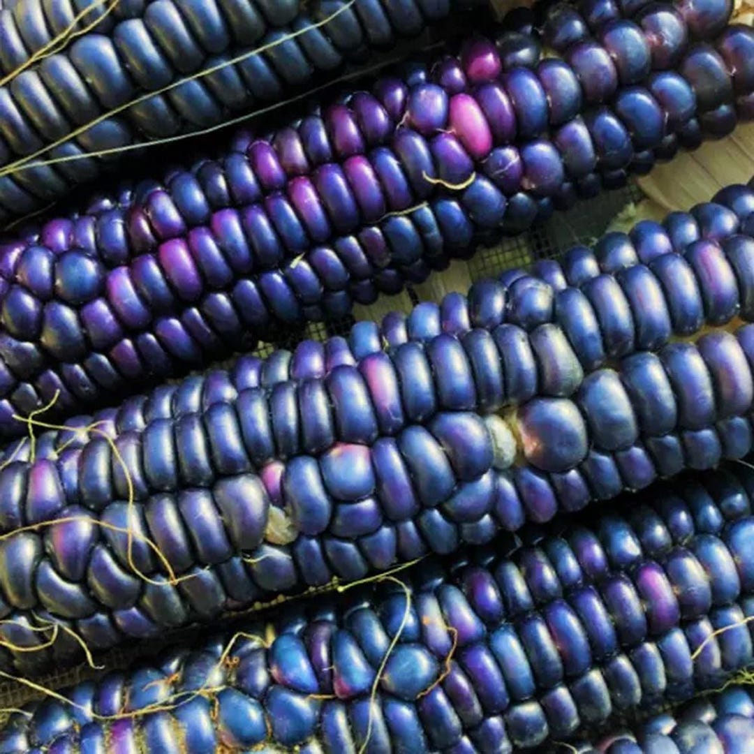 40 Rio Grande Blue Ornamental Corn Seeds | Hopi Azul Flint Indian Dent ...