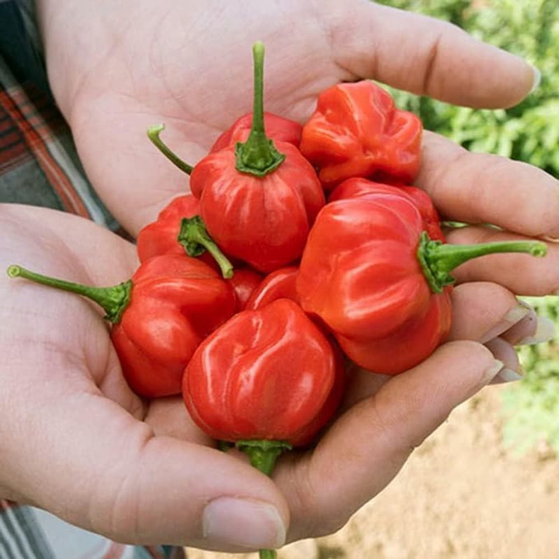 Hot Pepper Seeds - Etsy