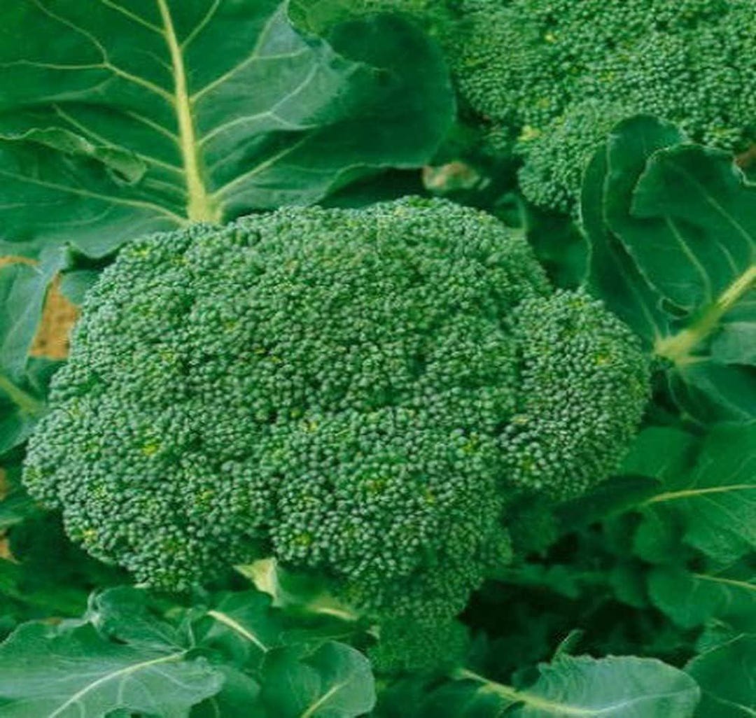 200 Waltham 29 Broccoli Seeds Organic Heirloom Premium Non-gmo, Open ...