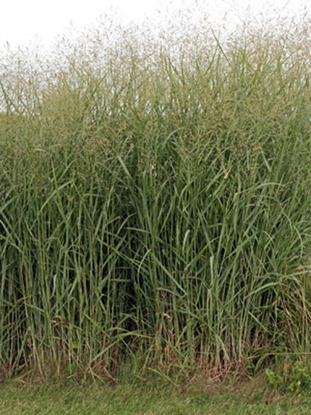 500 Switchgrass Switch Grass Seeds ‘independence’ Panicum Virgatum ...