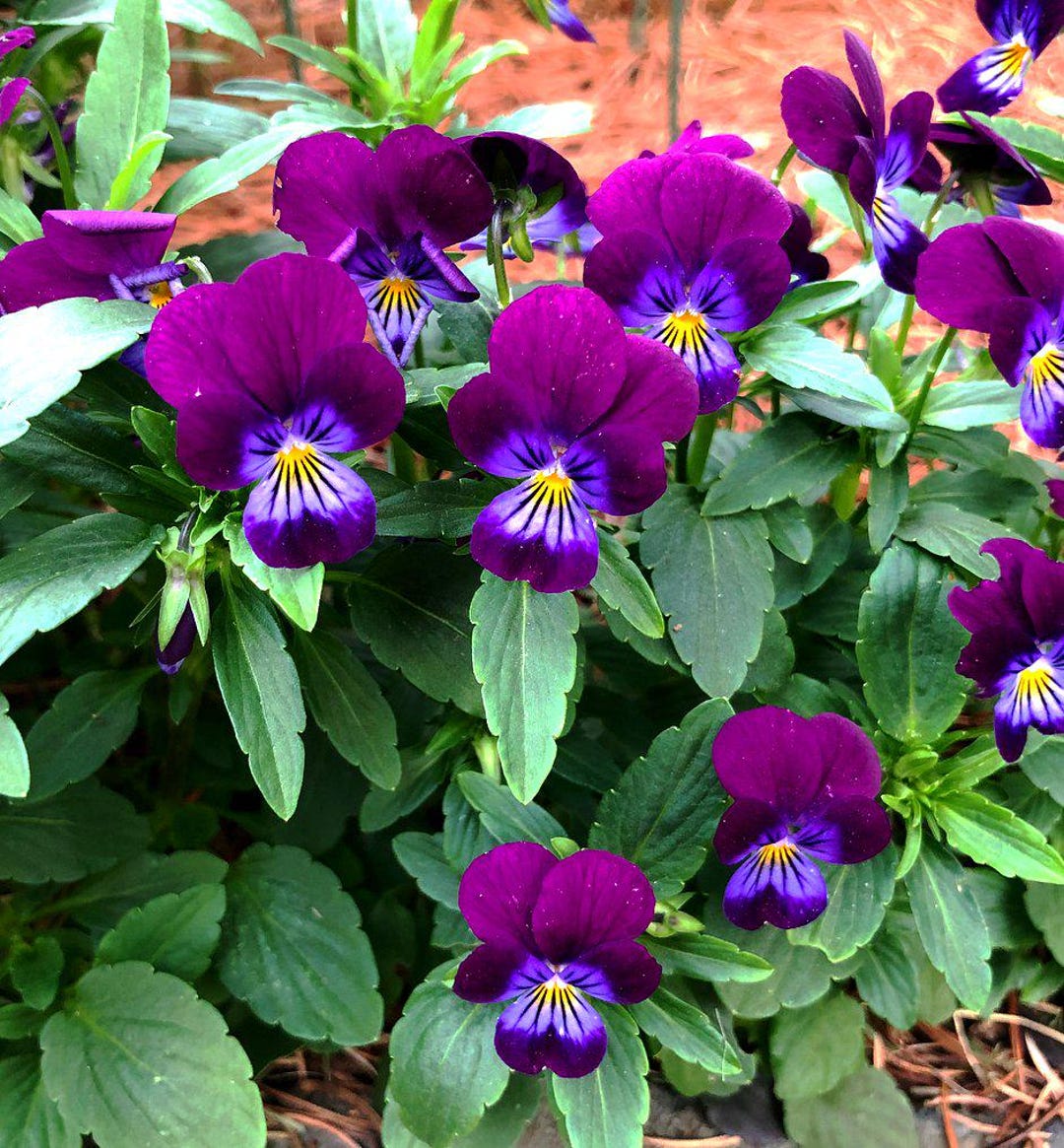 250 Viola ‘king Henry’ Flower Seeds Viola Cornuta, Colorful Flower ...