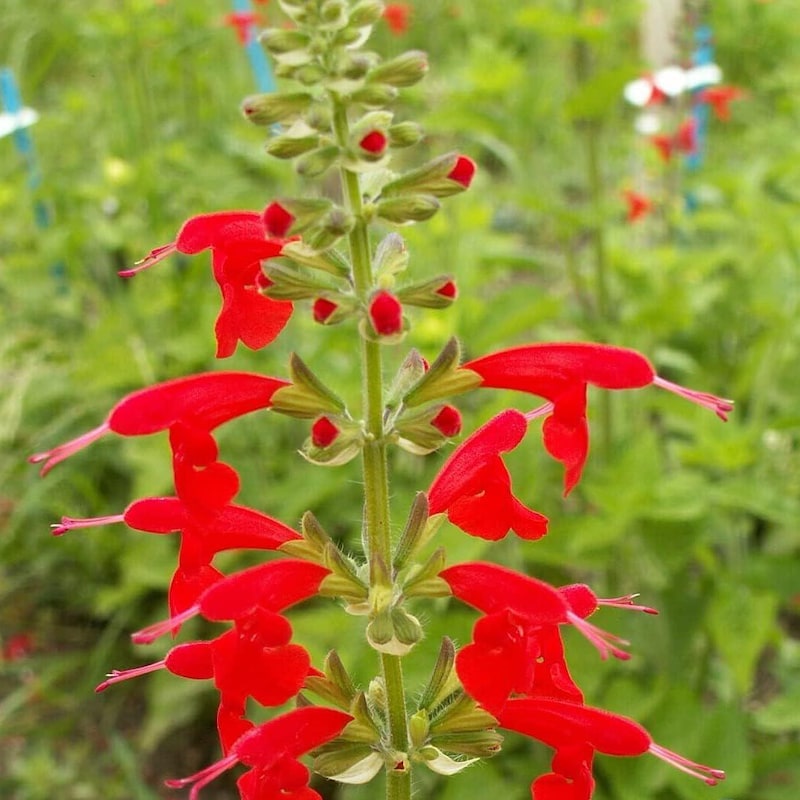 Red Salvia Plant - Etsy