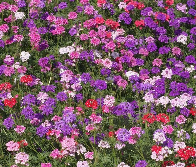 500 MOSS VERBENA Flower Seeds Verbena Tenuisecta Mixed Colors - Annual ...