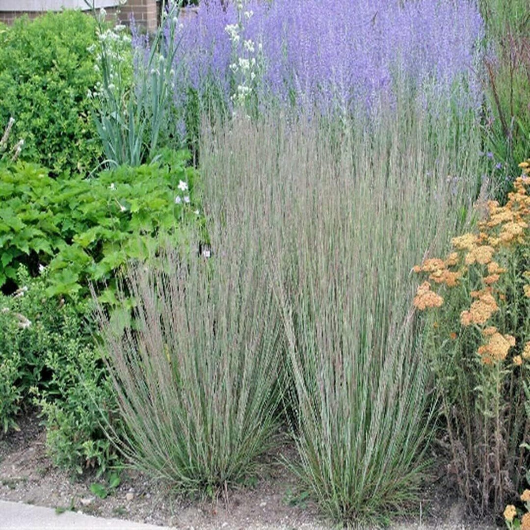 1000 Little Bluestem Native American Ornamental, Prairie Grass Seeds ...