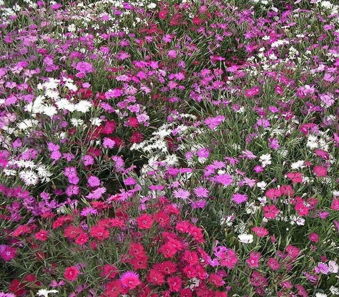 500 Dianthus Cottage Pinks Mixed Flower Seeds Dianthus Plumarius ...