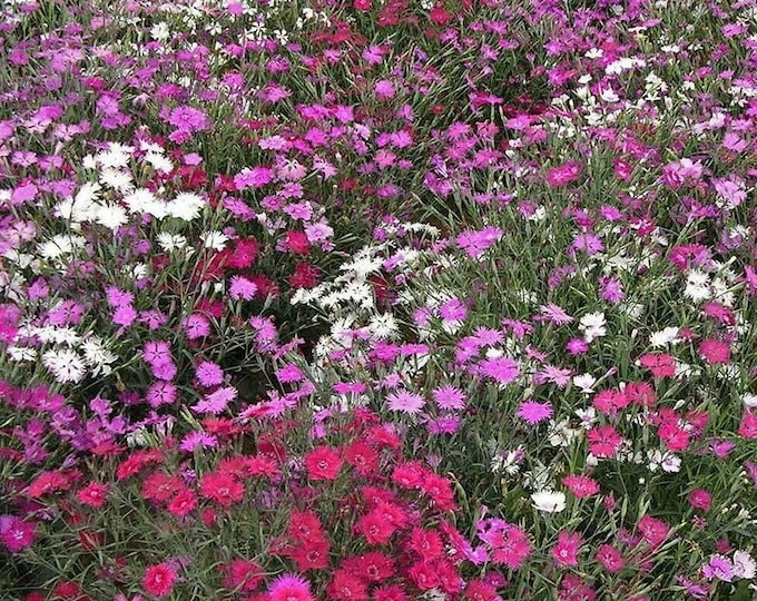 3 Dianthus Appleblossom Burst Perennial Plants. Loves Sun. Easy to Grow ...