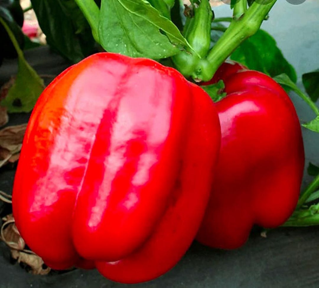 200 Big Red Bell Pepper Seeds - Sweet - Heirloom - Premium Non-gmo ...