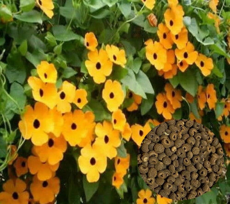150 Black Eyed Susan Vine Seeds Thunbergia Alata Flower - Tender ...