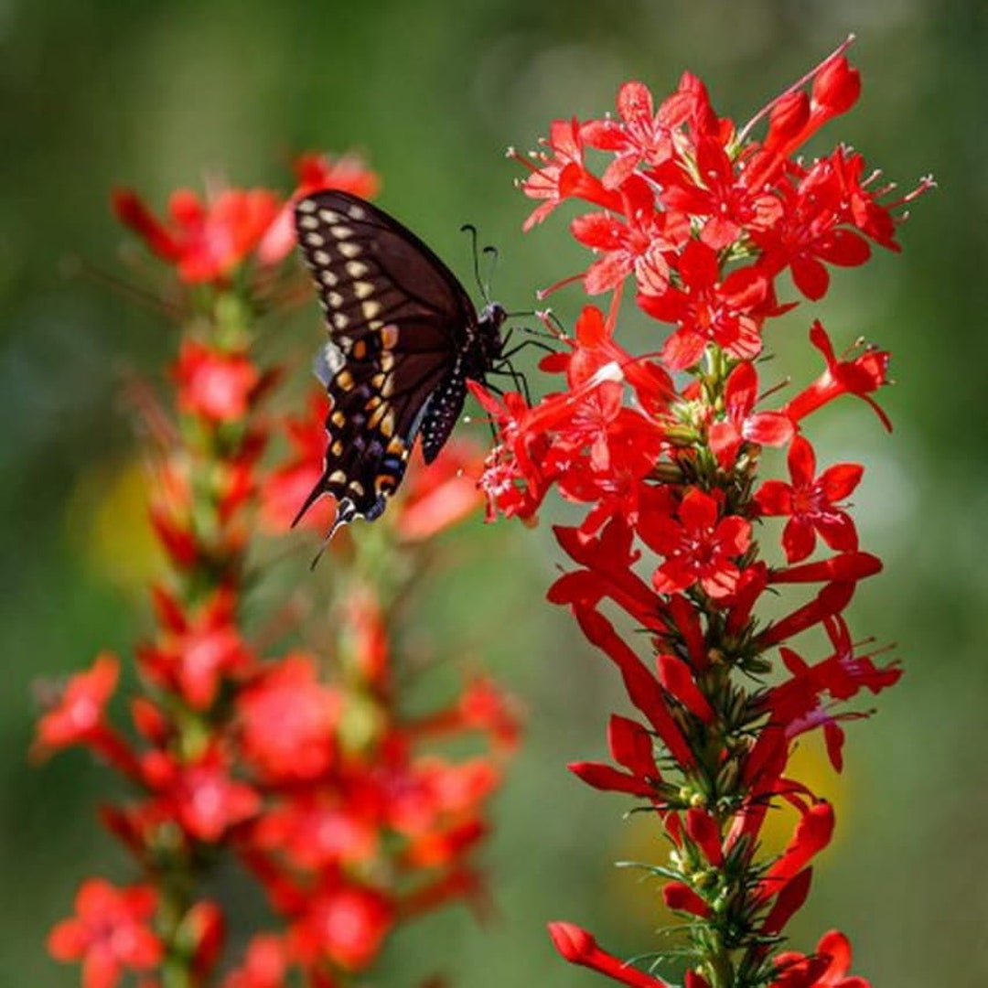 500 Gilia Red Standing Cypress Flower Seeds Ipomopsis Rubra - Biennial ...