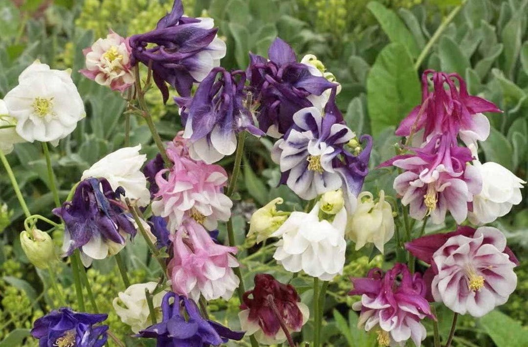 250 Dwarf Columbine Aquilegia Vulgaris Flower Seeds Mixed Colors ...