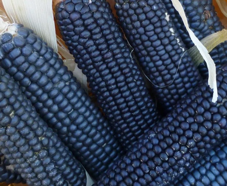 45 Rio Grande Blue Corn Seeds | Hopi Azul Flint Indian Dent Seed ...