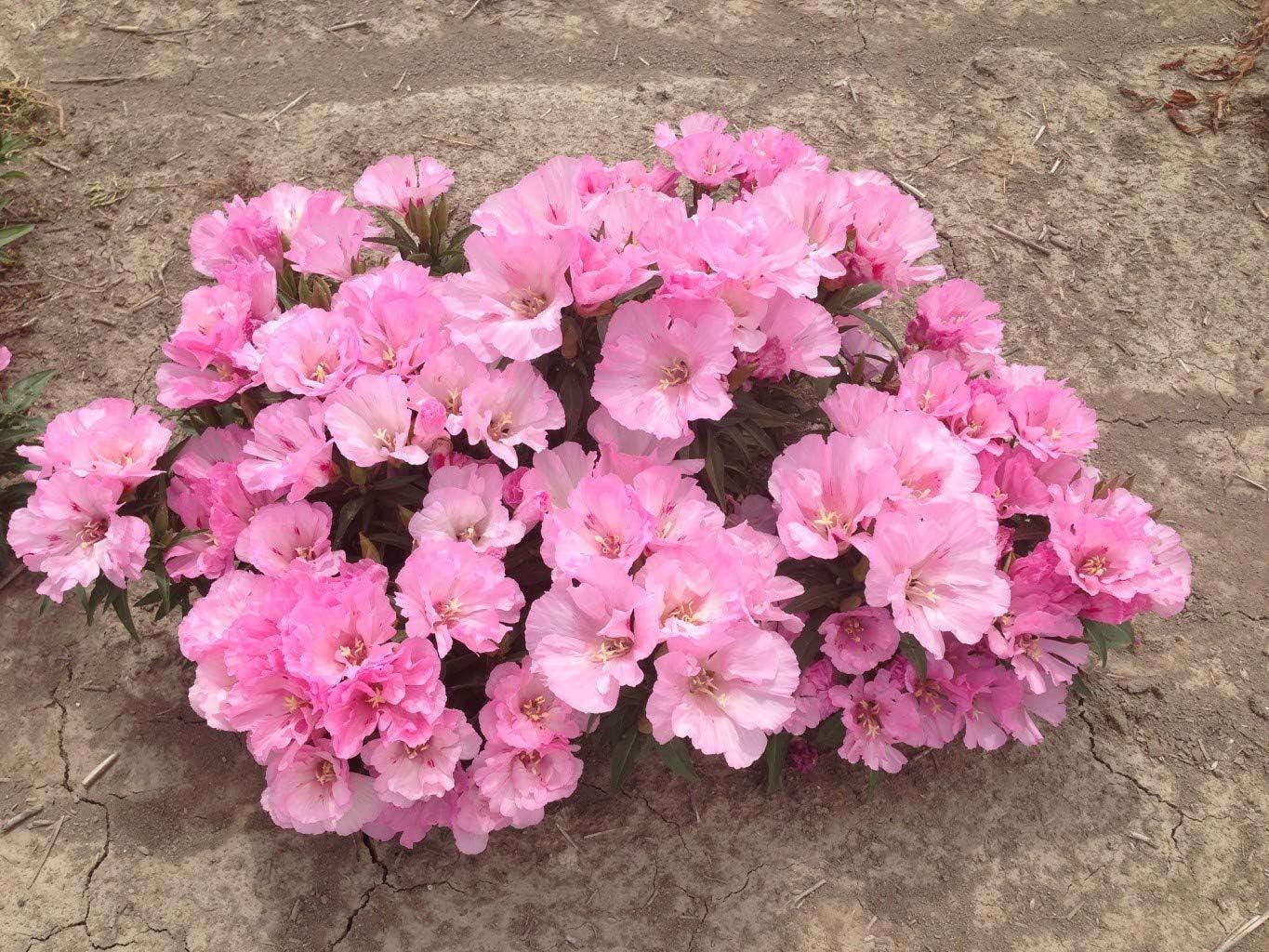 500 Godetia Pink Flower Seeds Native Wildflower Clarkia Amoena - Annual ...