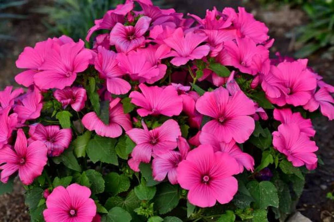 200 Pink Tree Mallow Flower Seeds Lavatera Trimestris - Annual, Open ...