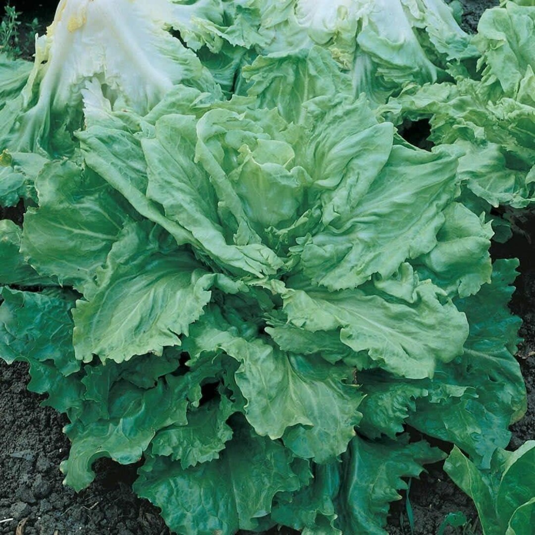 250 Endive Seeds Broadleaf Batavian Escarole Heirloom - Premium Non-gmo ...