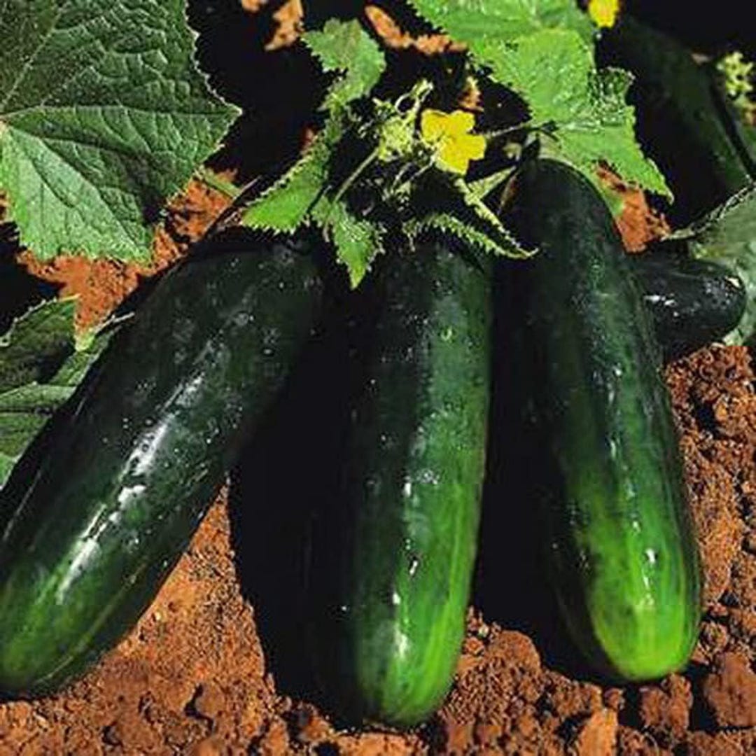 50 Spacemaster 80 Cucumber Seeds Heirloom - Premium Non-gmo, Open ...