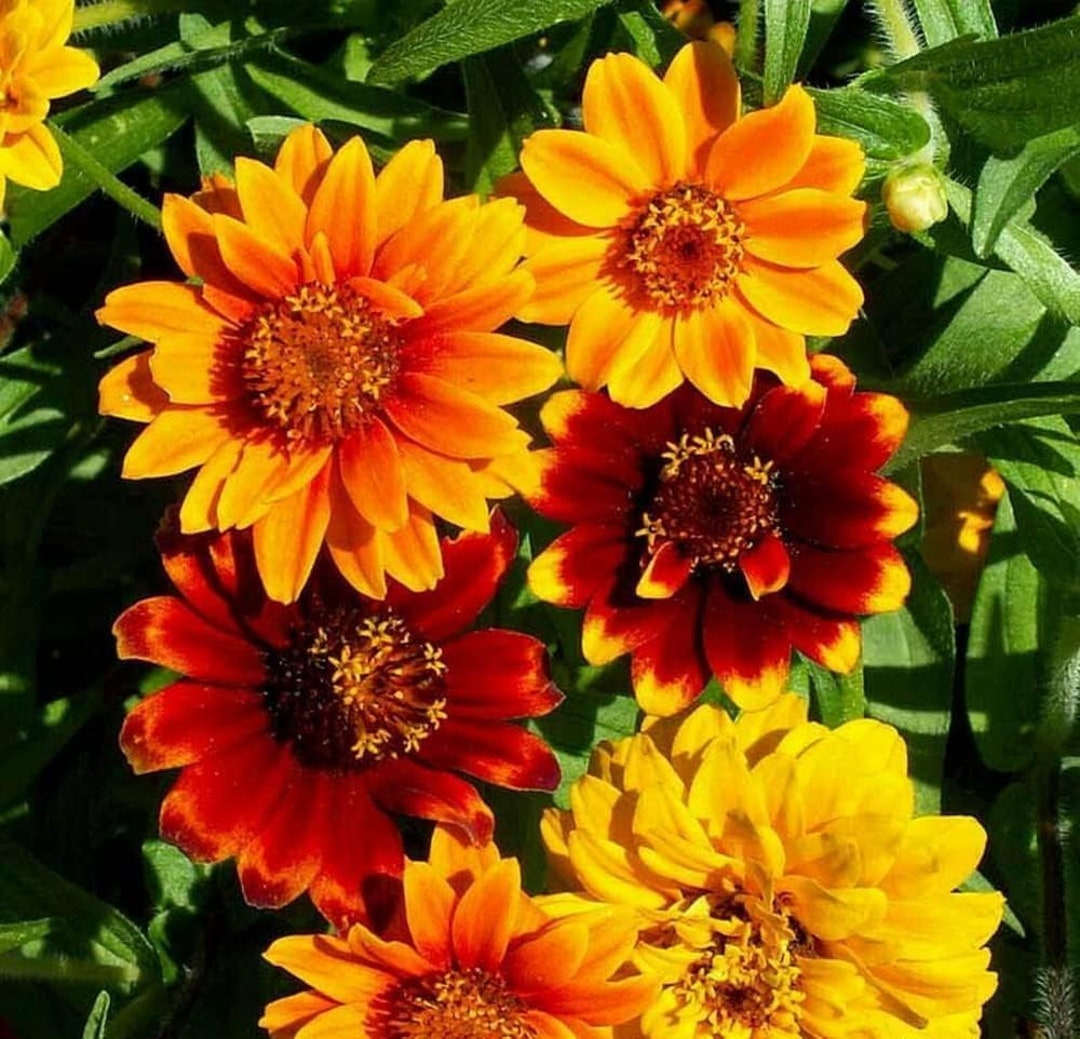 200 Mexican Zinnia Seeds Persian Carpet Haageana Mix, Premium Non-gmo ...
